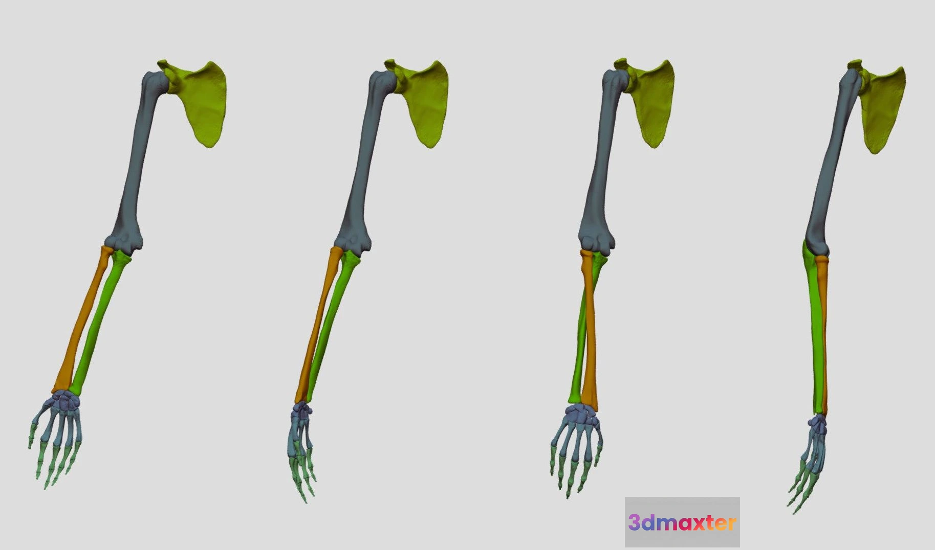 PBR Game 3D Models - Bones Of The Arm Stages Of Pronation 3D Max - 3DMAXTER
