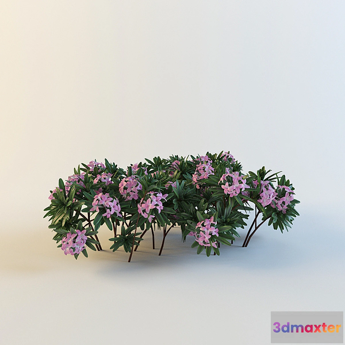 Daphne susannae ' Lawrence Crocker ' 3D Max - 3DMAXTER