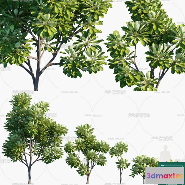 Tree 3D Models - Exterior and Architecture 3DS Max - 289 3D Max - 3DMAXTER