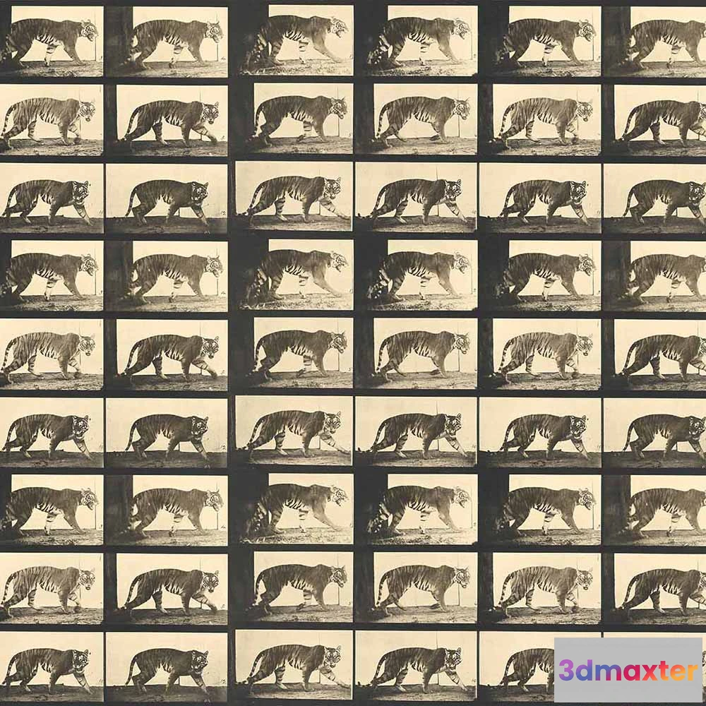 WallPepper - Wallpaper Tiger Walking 3D Max - 3DMAXTER